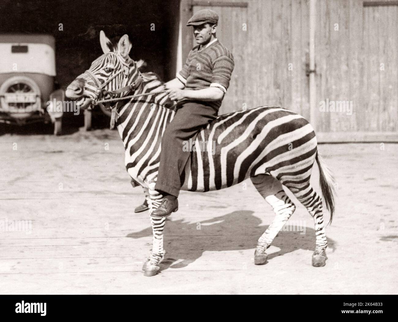 Man riding a zebra, Bostock's Royal Italian Circus, Swindon, 1930's ...