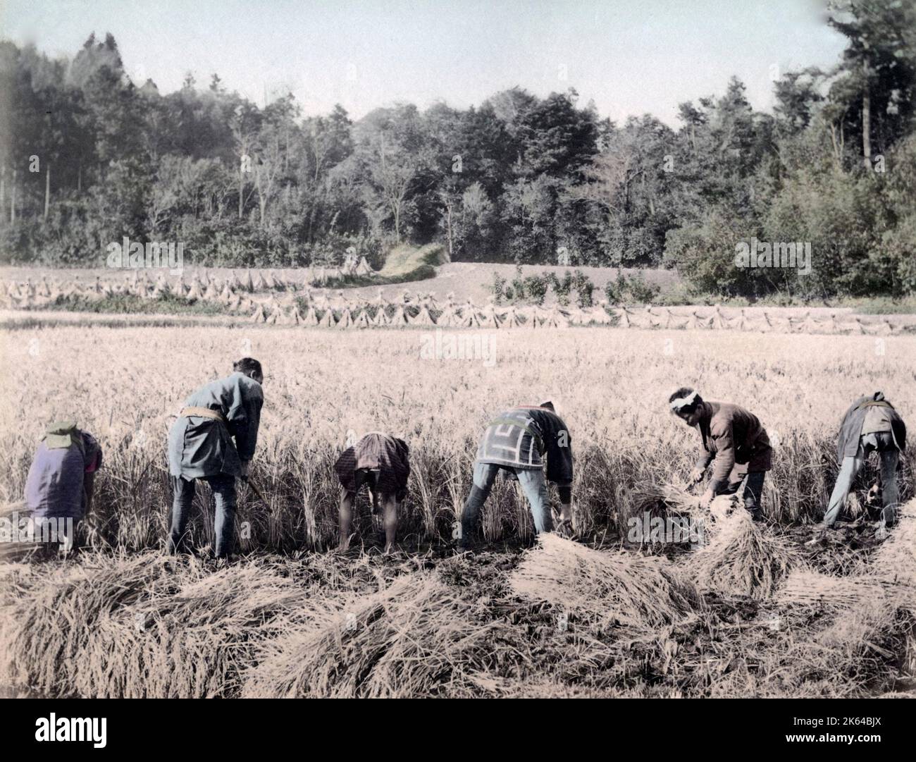 Harvesting rice, Japan, c.1890 Vintage late 19th century photograph ...
