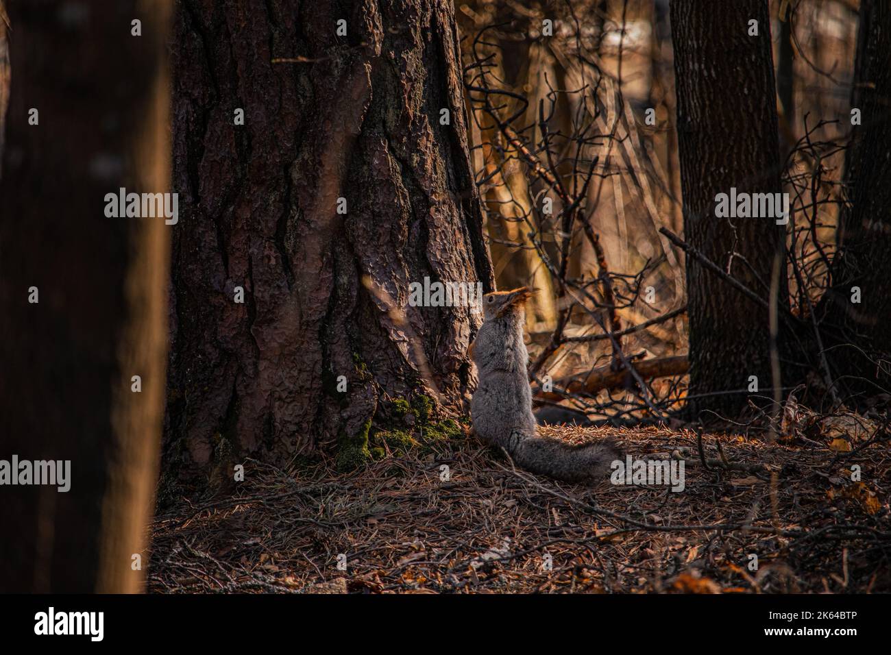 A close up of a squirrel (Sciuridae) on the ground looking at a tree in ...
