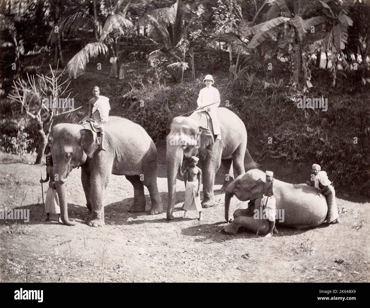 Vintage late 19th century photograph: Group of elephants, baby elephant ...
