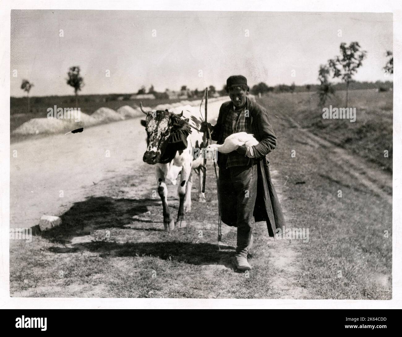 Polish refugee flees with his possessions - a cow and a goose - ahead ...