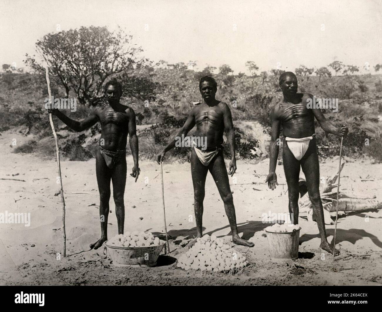 Early 20th century vintage press photograph - Aboriginal men collecting ...