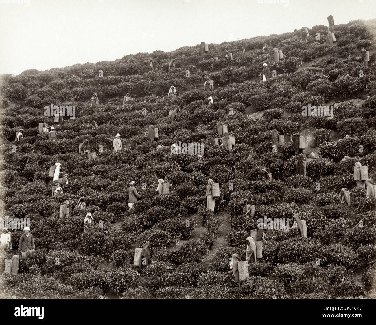 Agriculture india 19th century hi-res stock photography and images - Alamy