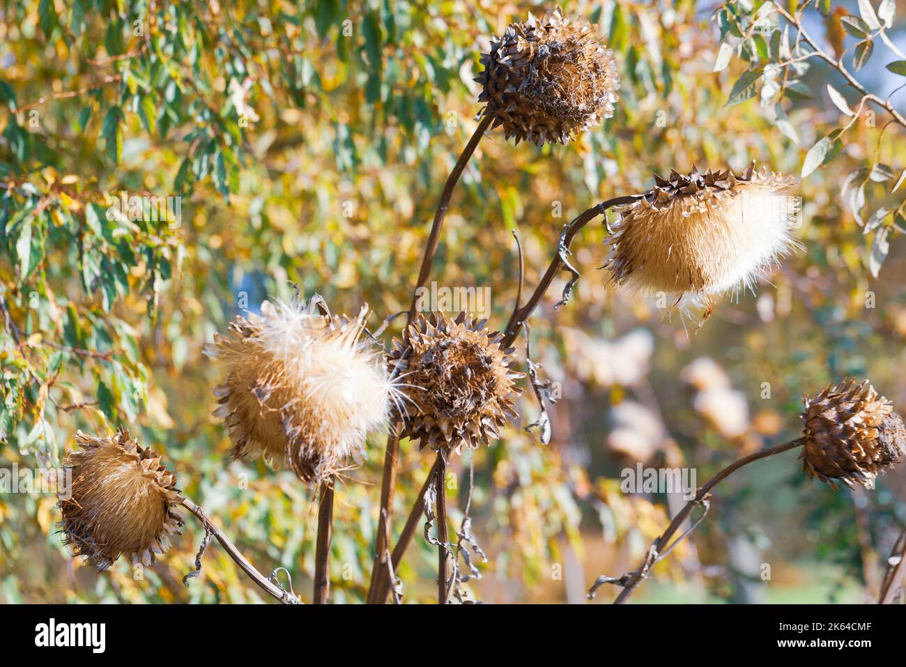 Cardoon Plant in Autumn Season - Wild Artichoke thistle or Wild Cynara ...