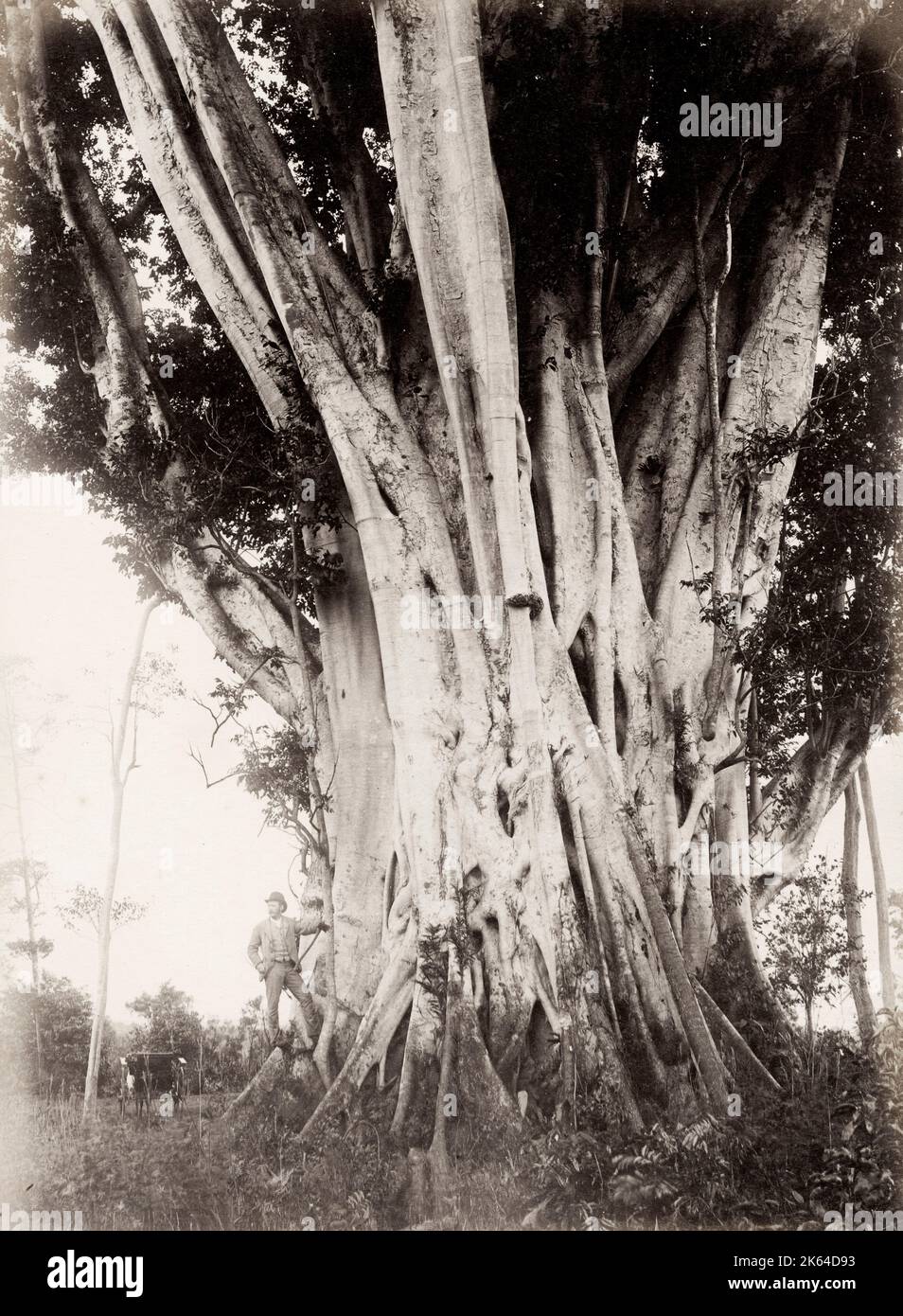 Vintage 19th century photograph: Large fig tree, Queensland, Australia ...