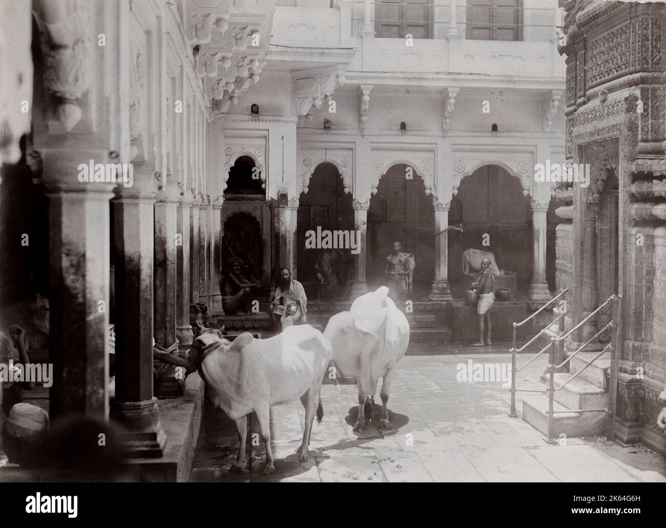 Late 19th century photograph: Cattle, cows in a temple complex, India ...