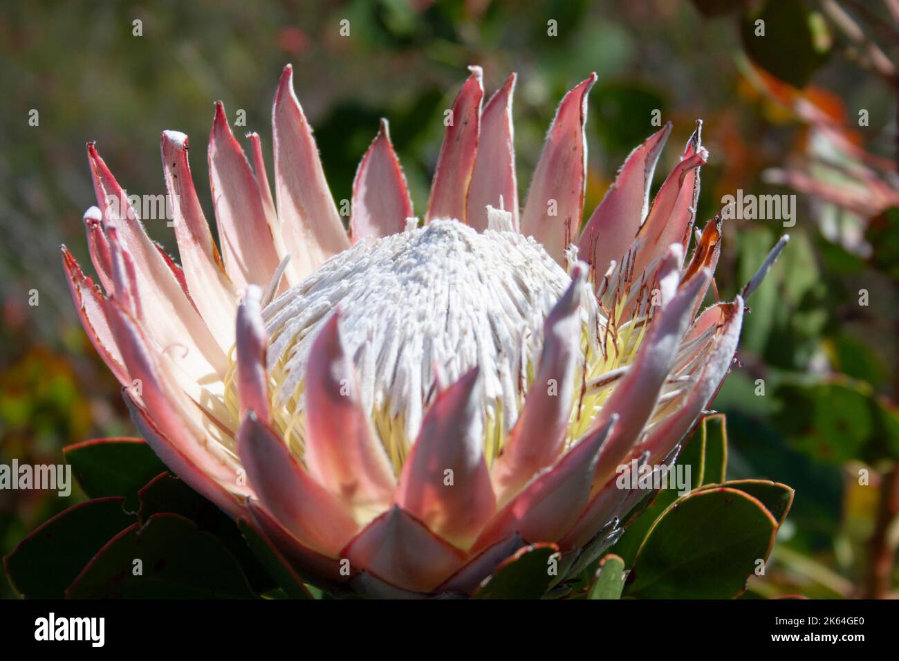 South Africa's Protea, also sometimes known as SuikerBos/SugarBush ...