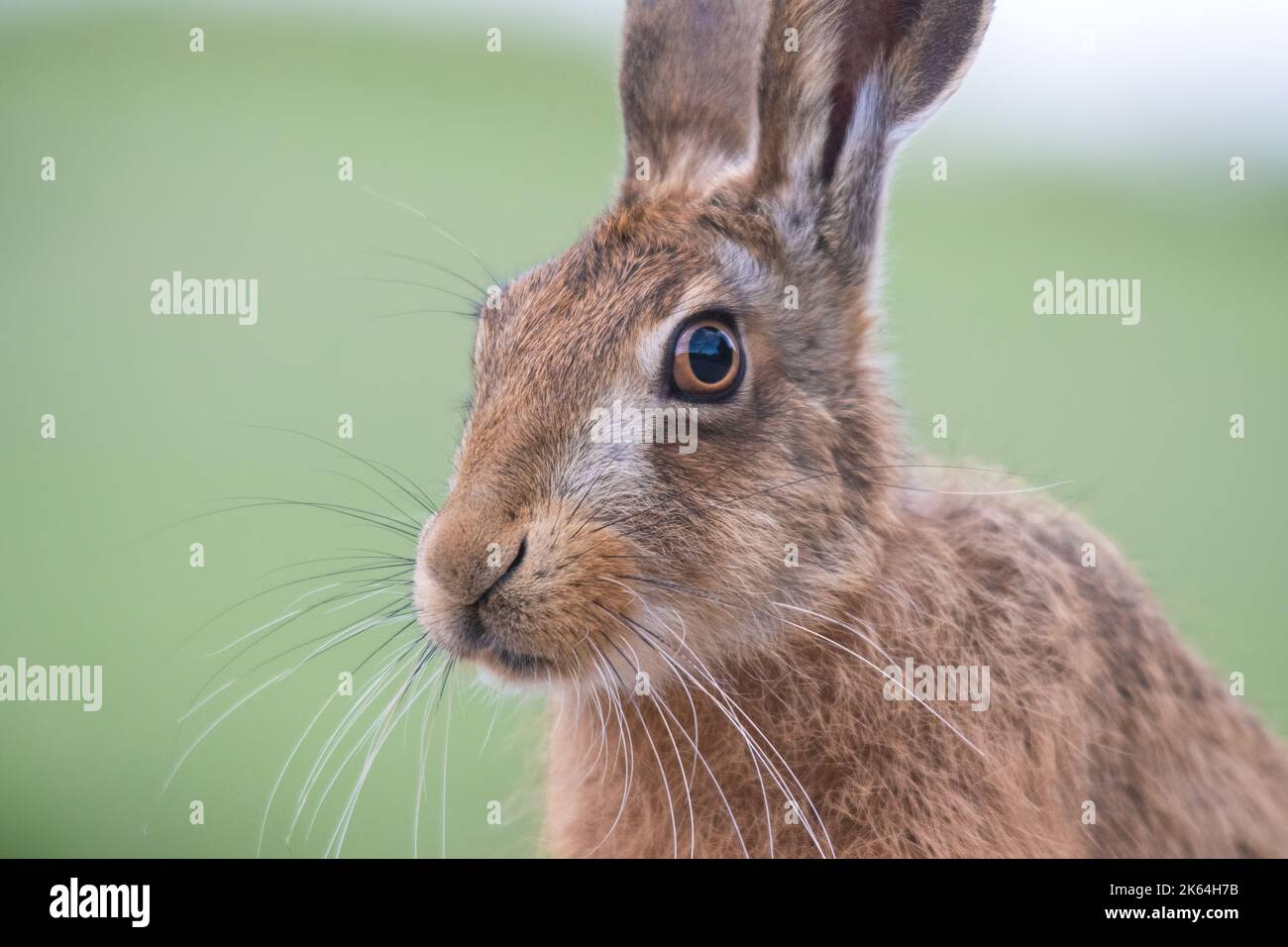Rabbits and hares hi-res stock photography and images - Alamy