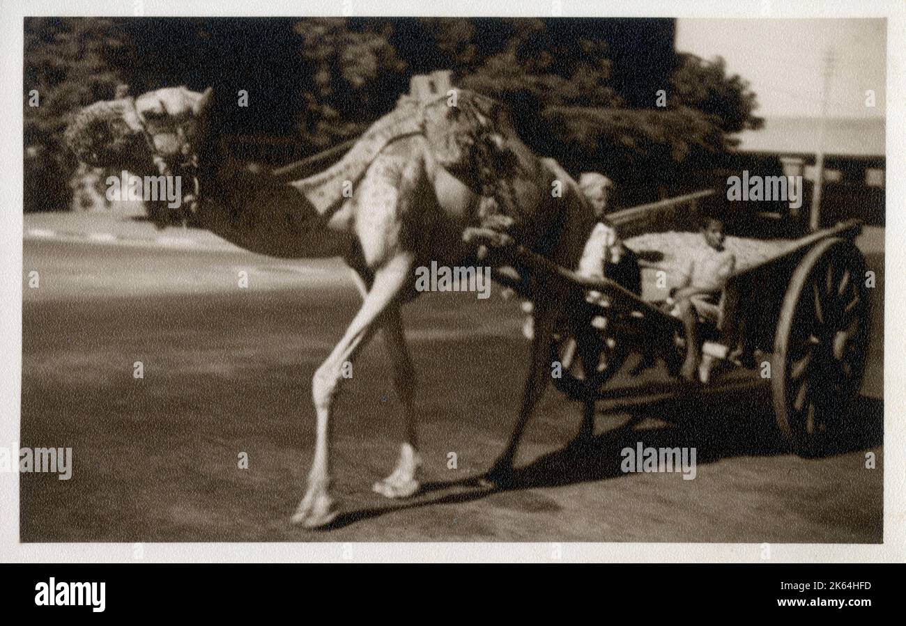 A Camel Wagon Stock Photo - Alamy
