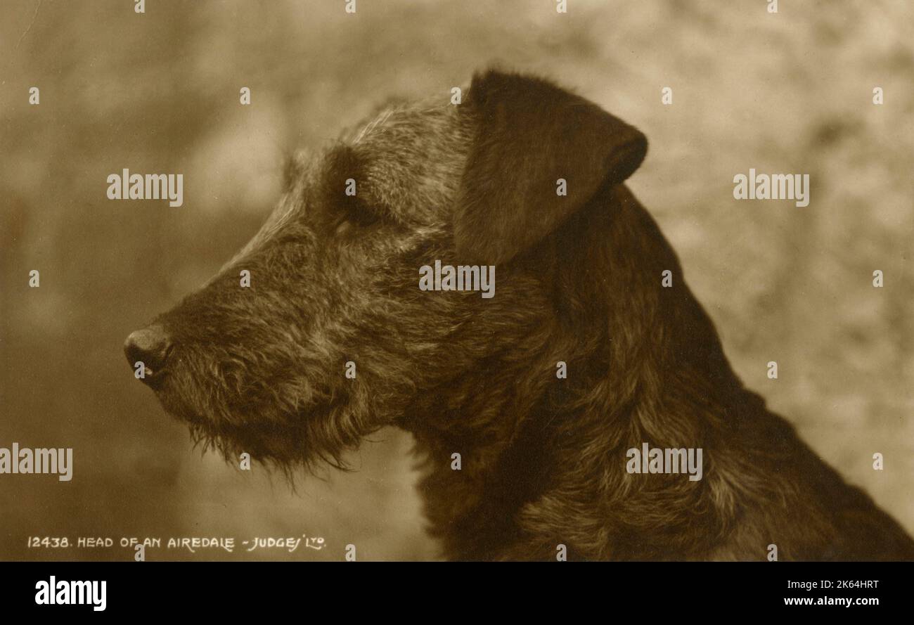 The very handsome head of an Airedale Terrier. Date: 1942 Stock Photo ...