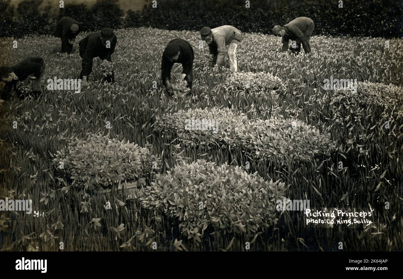 Picking 'Princeps' Pseudonarcissus Daffodils on the Scilly Isles ...