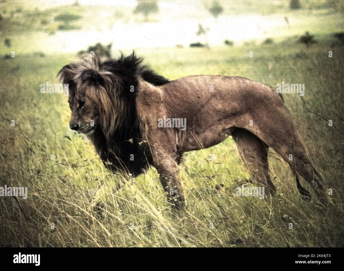 History of male hi-res stock photography and images - Alamy