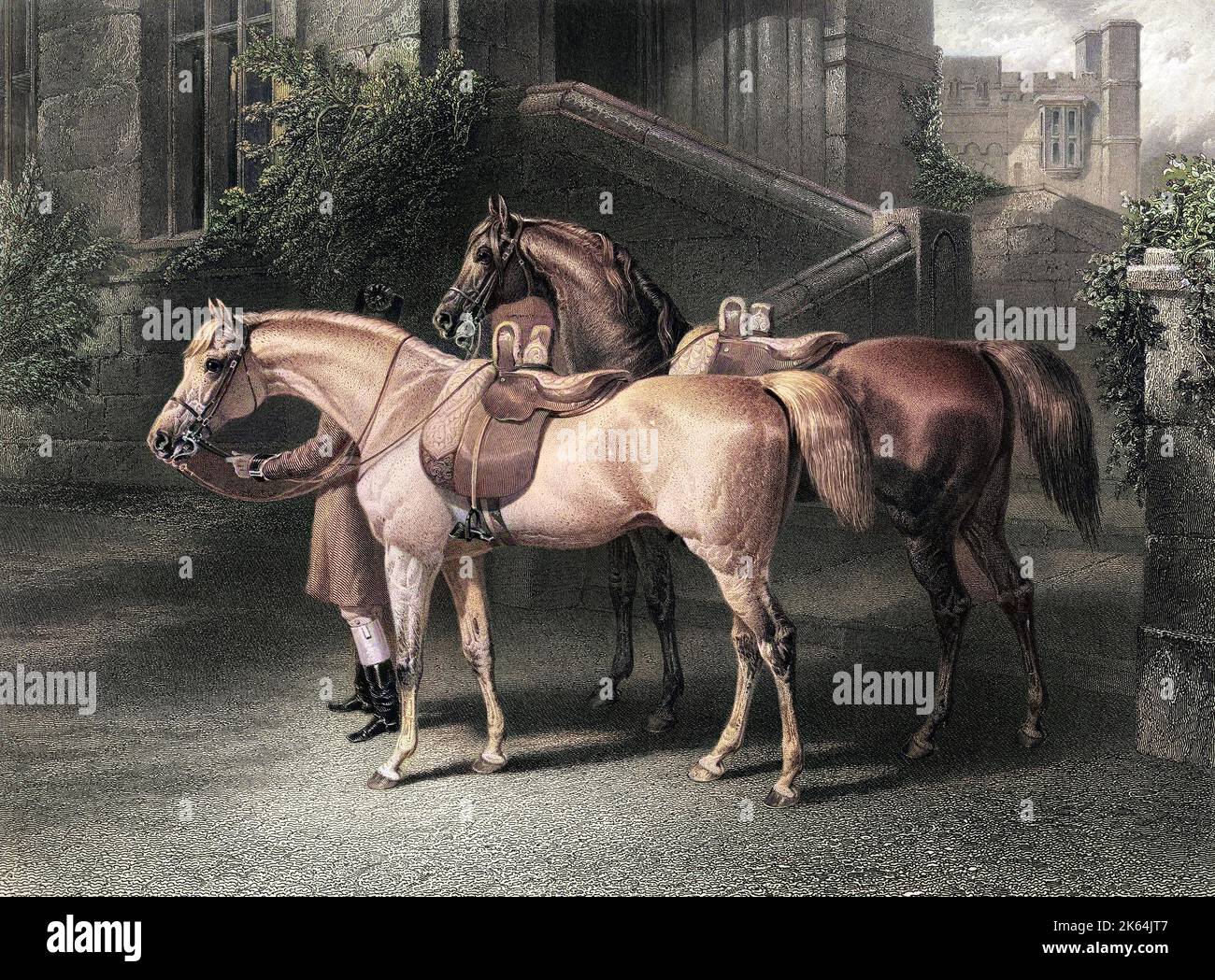 Hammon (the chesnut horse) bred in the stud of the King of Prussia at ...