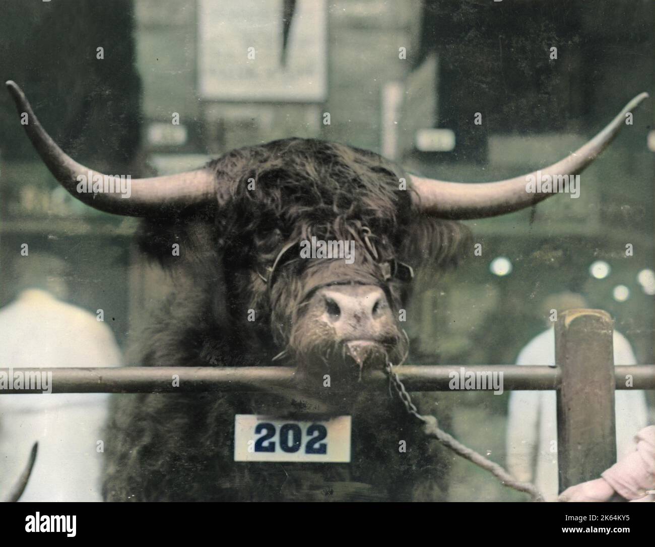 Edward bull hi-res stock photography and images - Alamy