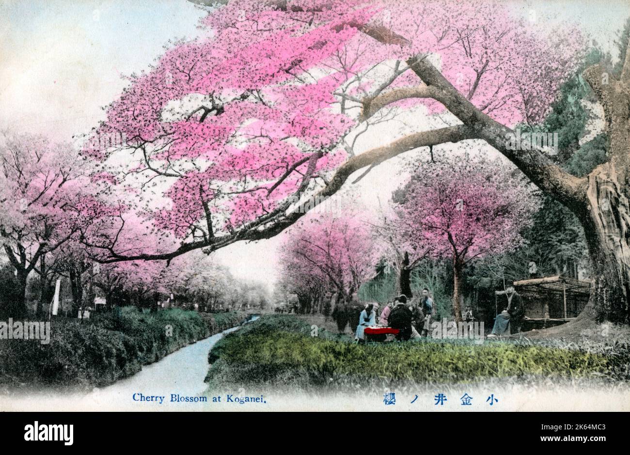 Cherry Blossom at Koganei Park, Tokyo, Japan Stock Photo - Alamy