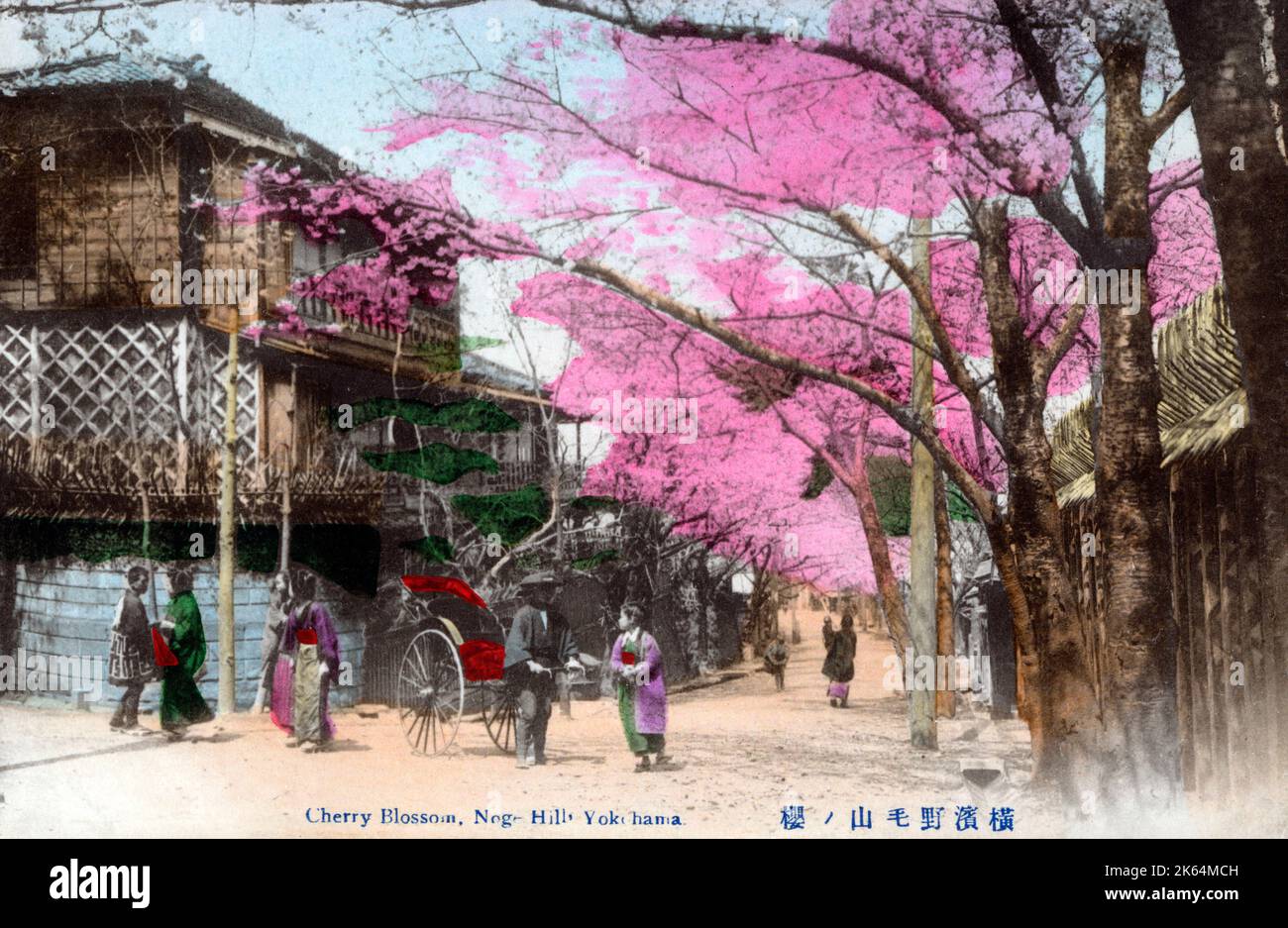 Cherry Blossom, Noge Hill, Nogeyama Park, Yokohama, Japan Stock Photo ...