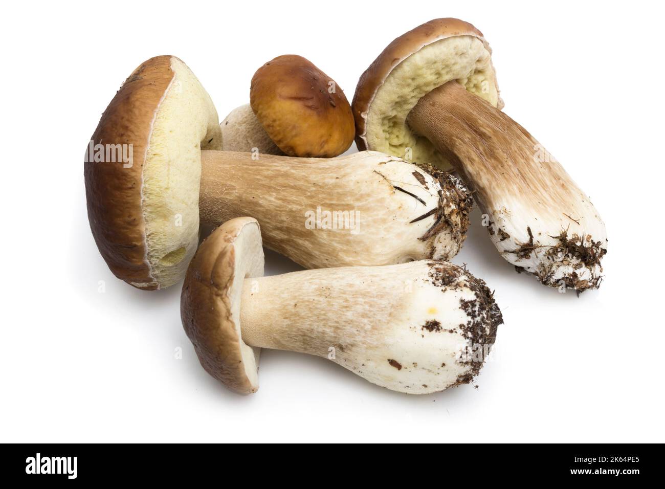 A bunch of ceps mushrooms on a white background. They is widespread. Is ...