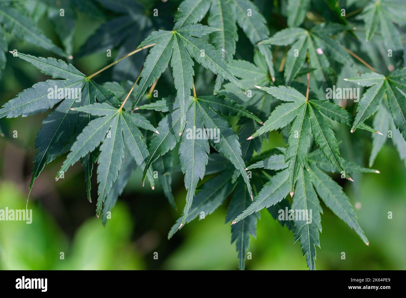 A close-up of a Japanese maple tree leaves Stock Photo - Alamy