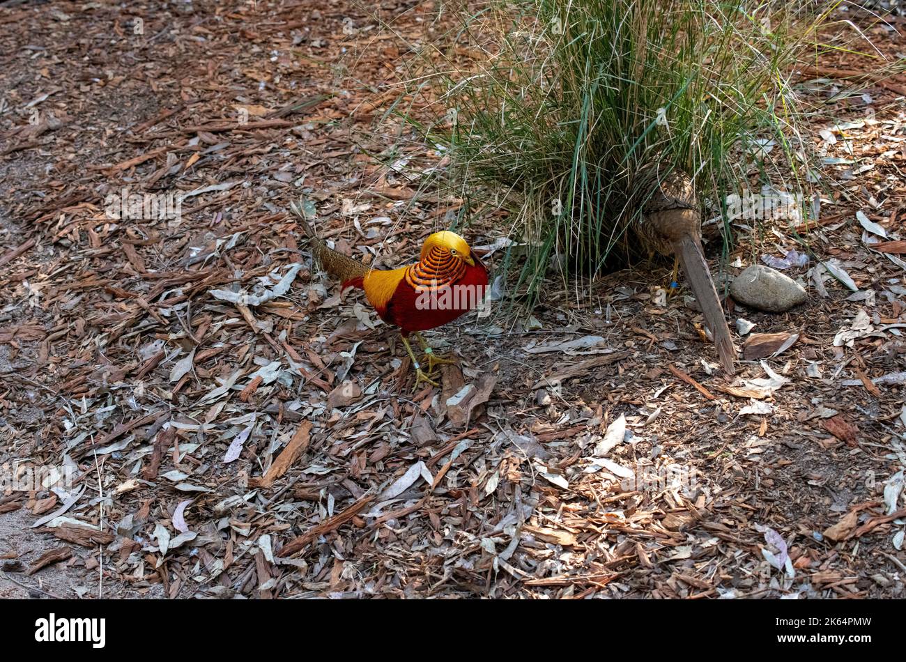 Red Golden Pheasant Pair