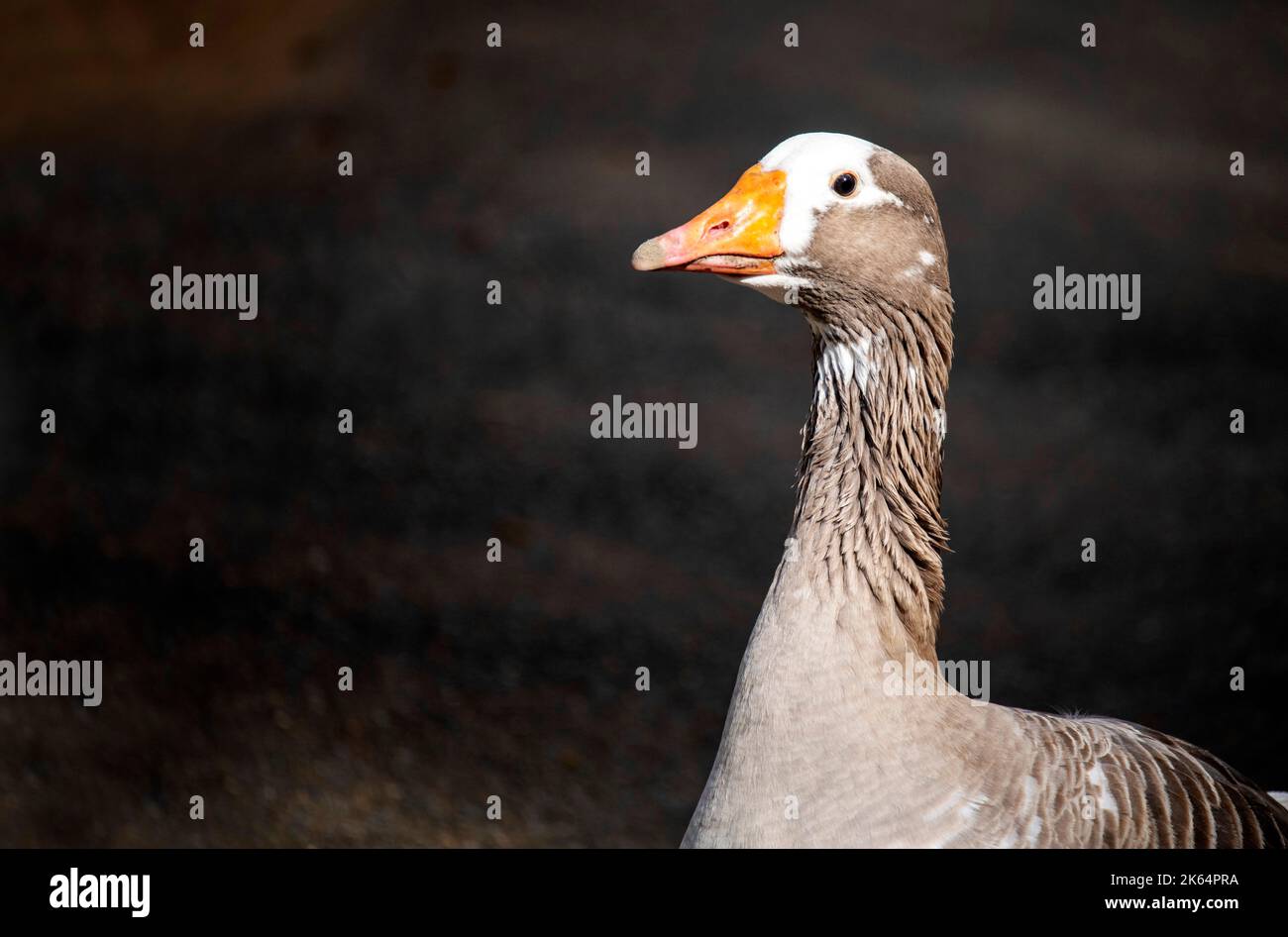 Greylag goose domestic type hi-res stock photography and images - Alamy