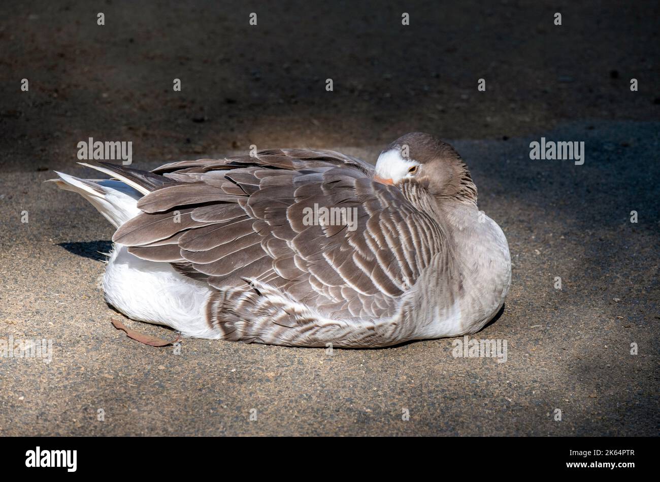 Greylag goose domestic type hi-res stock photography and images - Alamy