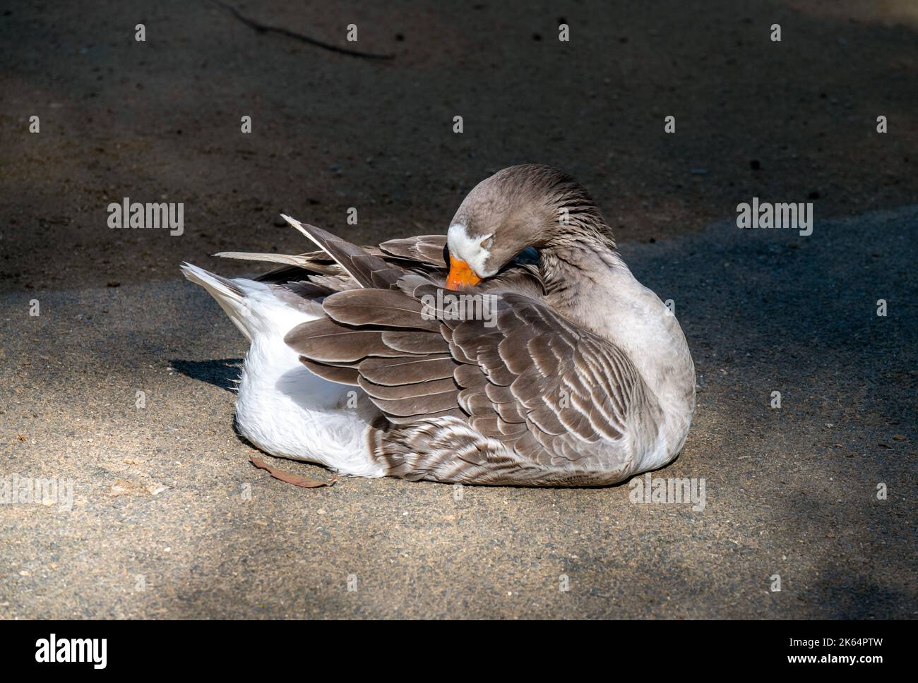 Greylag goose domestic type hi-res stock photography and images - Alamy