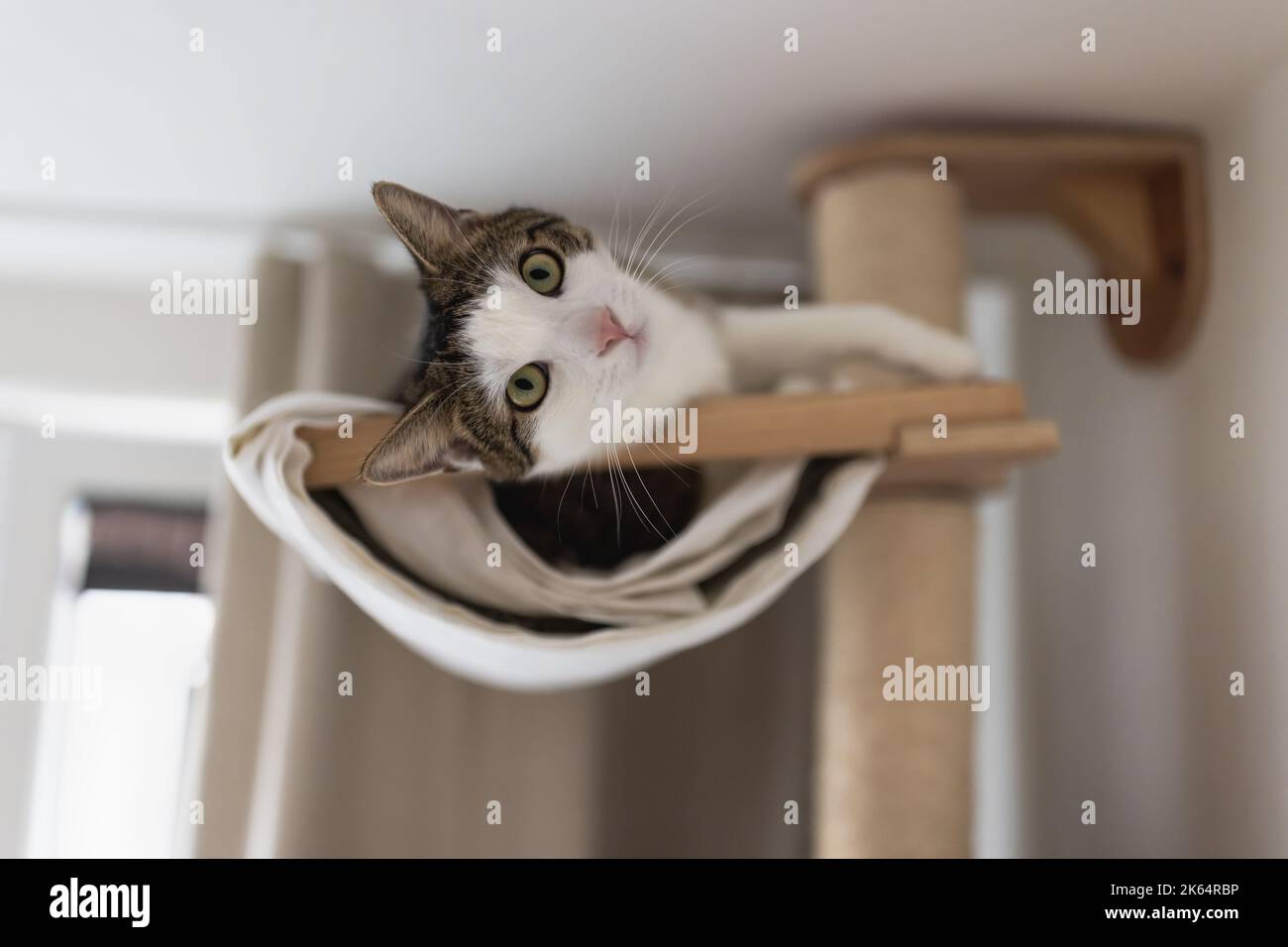 Cute fat domestic cat laying happy and relaxed in hammock bed on big ...