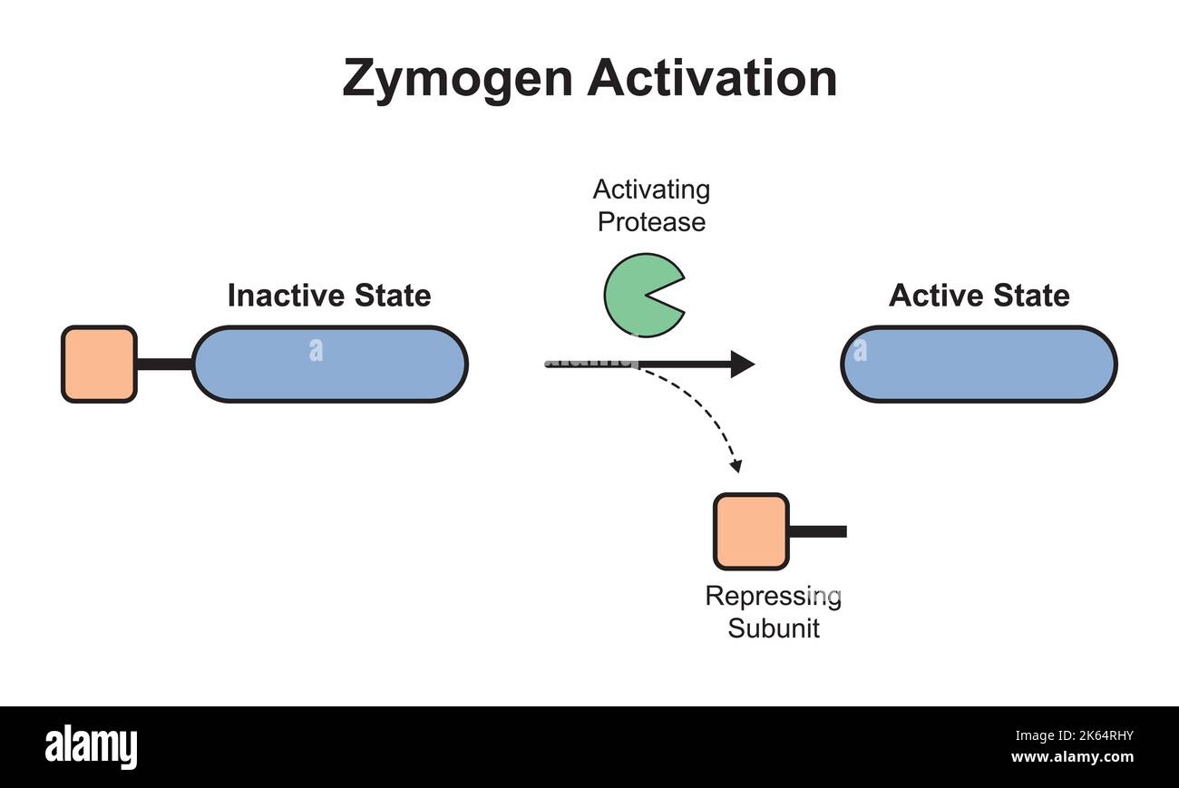 Scientific Designing of Zymogen Activation. Colorful Symbols. Vector ...