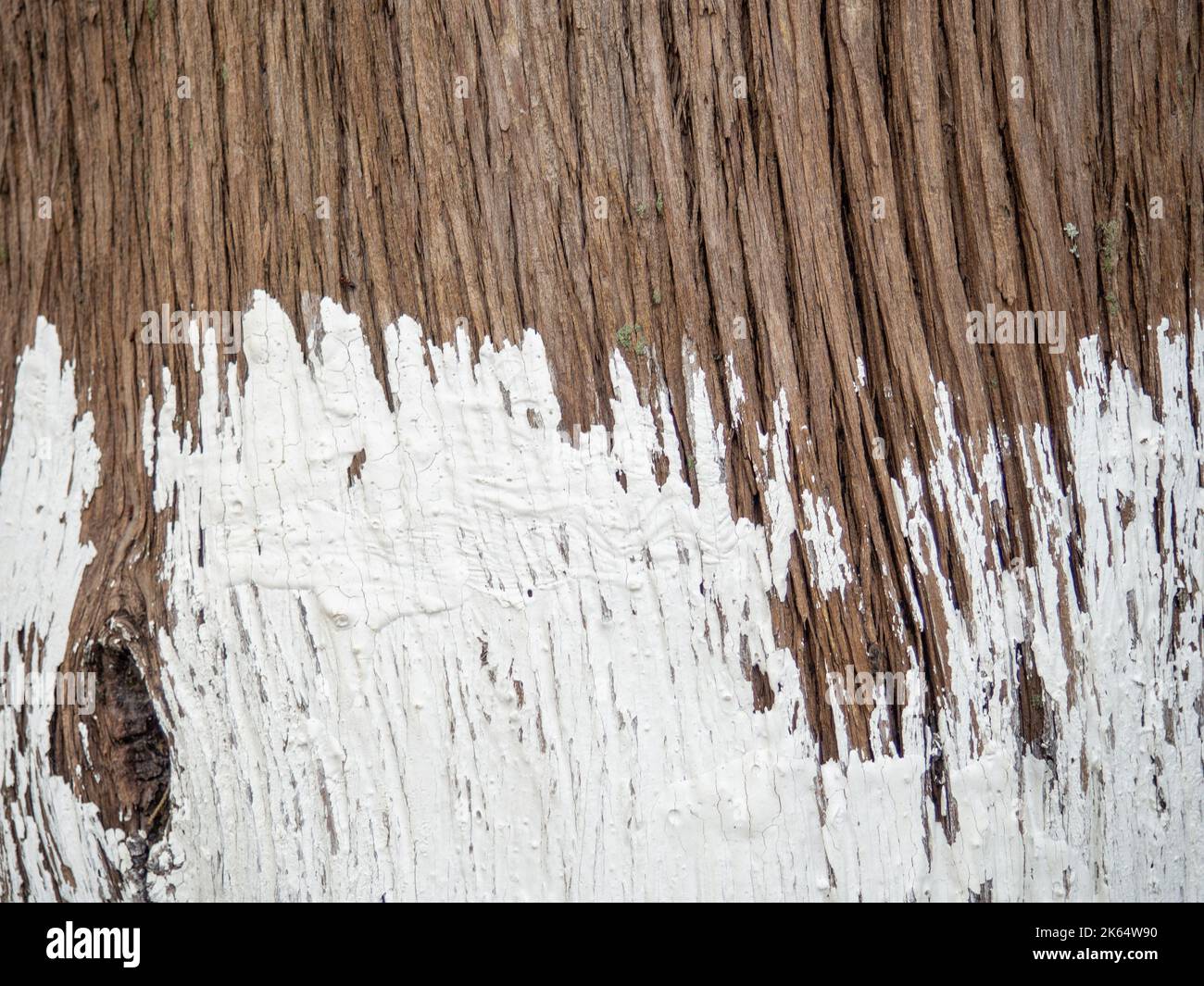 Tree bark in white paint. Painted tree trunk. Ribbed bark of a southern ...