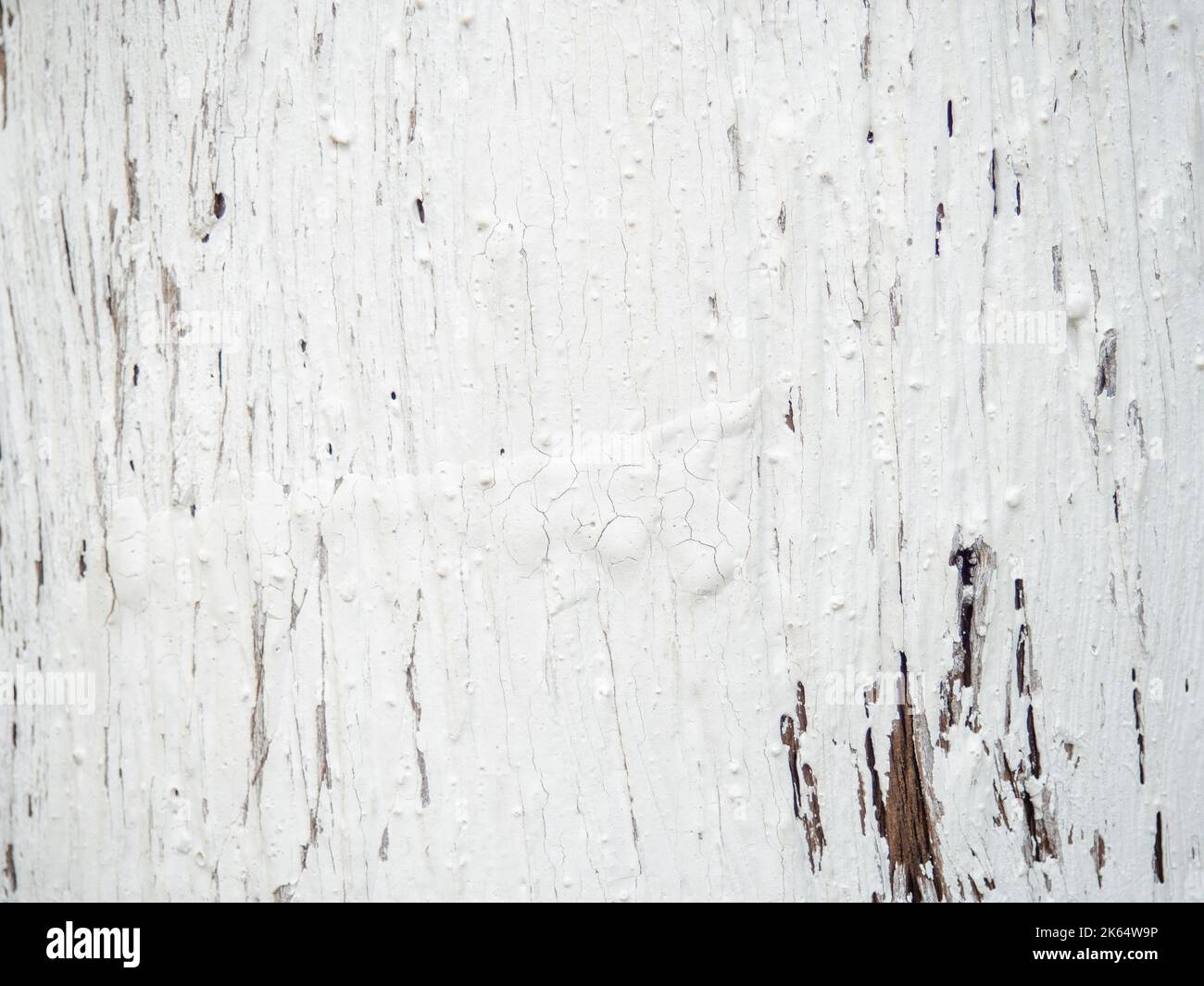 Tree bark in white paint. Painted tree trunk. Ribbed bark of a southern ...