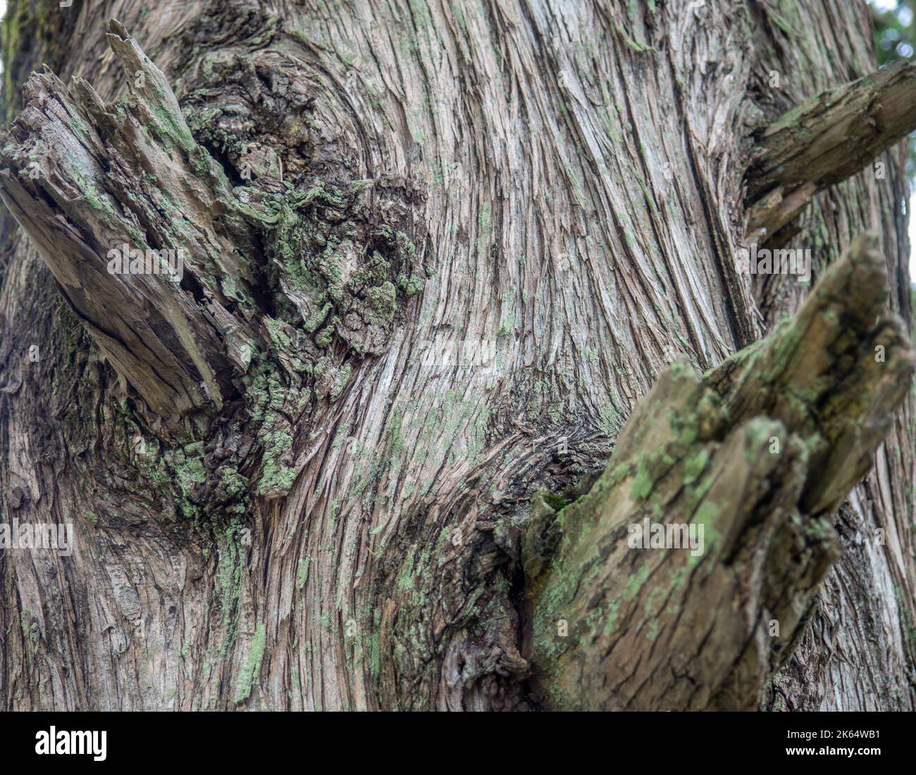 Tree bark with branches. Ribbed bark of a southern tree. Background ...