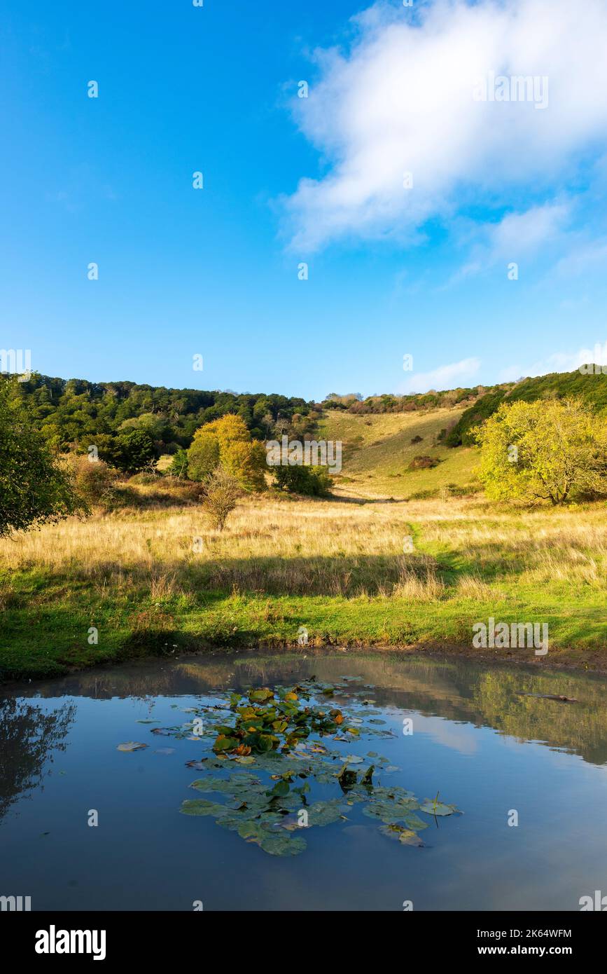 Kingley Vale National Nature Reserve in West Sussex, England, UK Stock ...