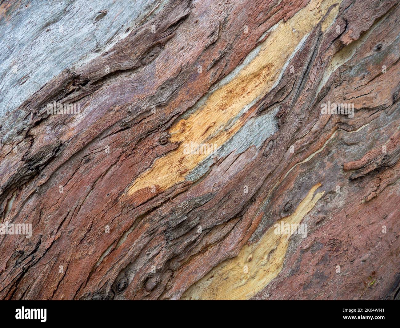 Tropical tree bark. Nice bark pattern. Natural background. Wooden ...