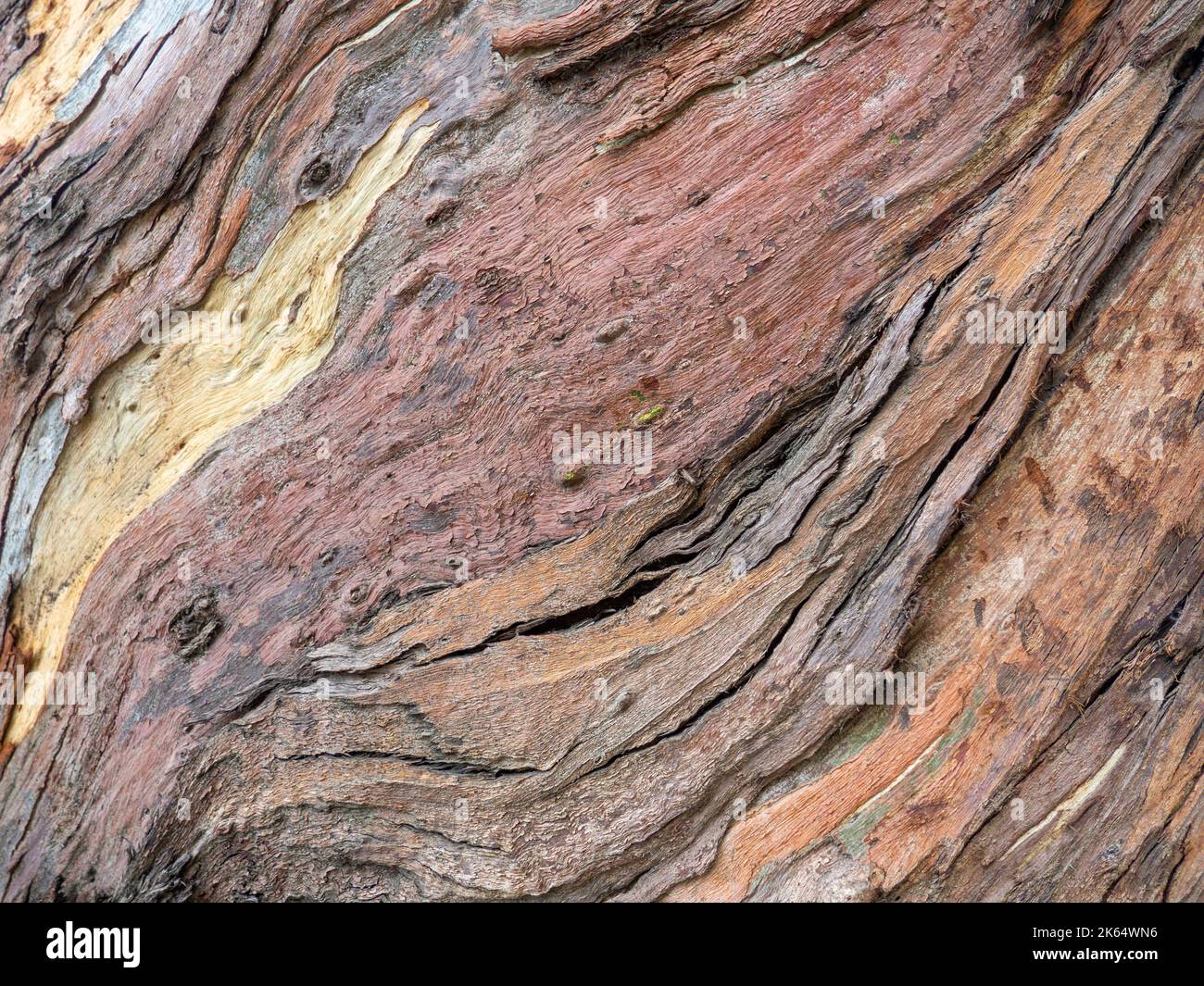 Tropical tree bark. Nice bark pattern. Natural background. Wooden ...