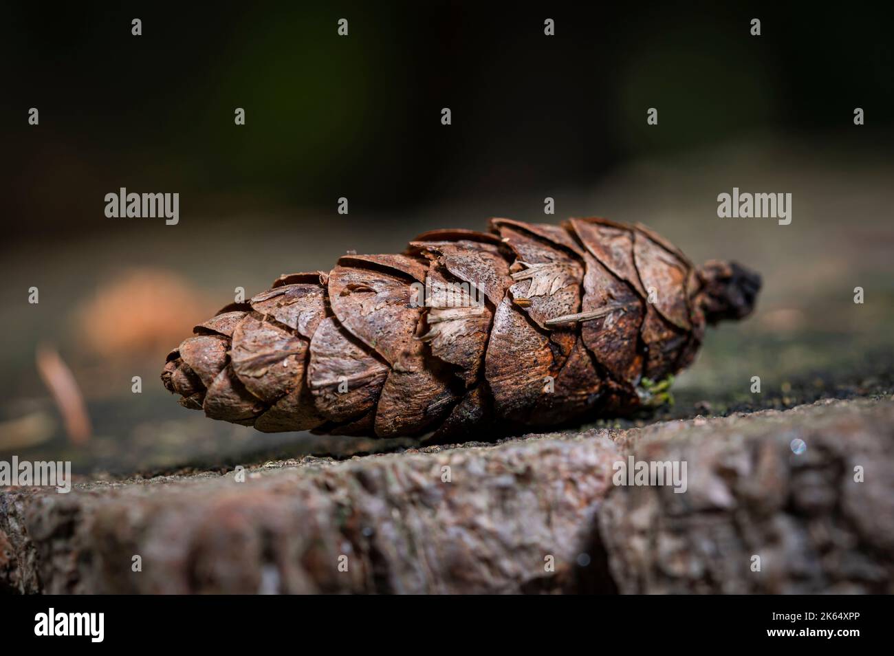 Seed ovulate cone hi-res stock photography and images - Alamy