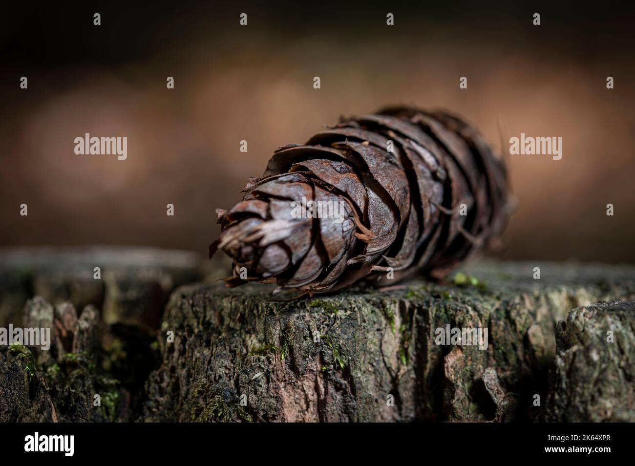 Woody cone hi-res stock photography and images - Alamy