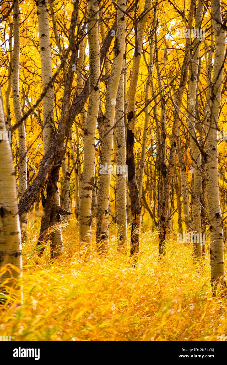 Autumn birch forest landscape in the prairies of Southern Alberta near ...