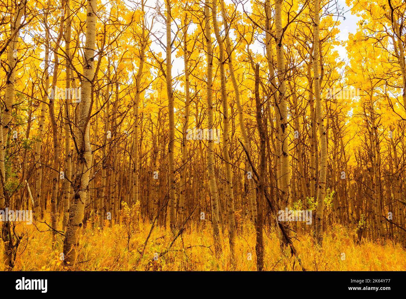 Autumn birch forest landscape in the prairies of Southern Alberta near ...