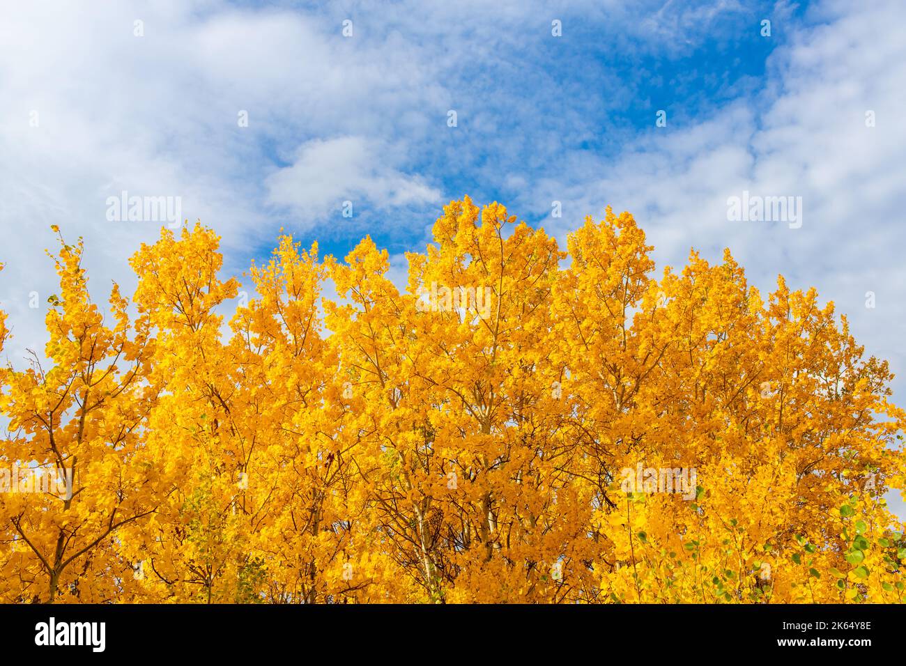 Autumn birch trees against blue sky landscape in the prairies of ...