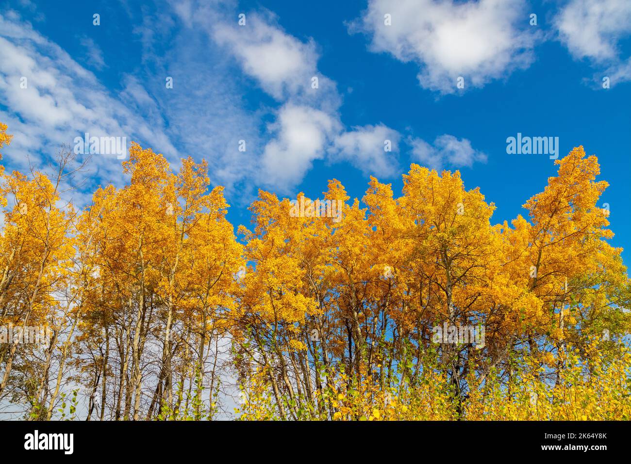 Birch trees alberta canada hi-res stock photography and images - Alamy
