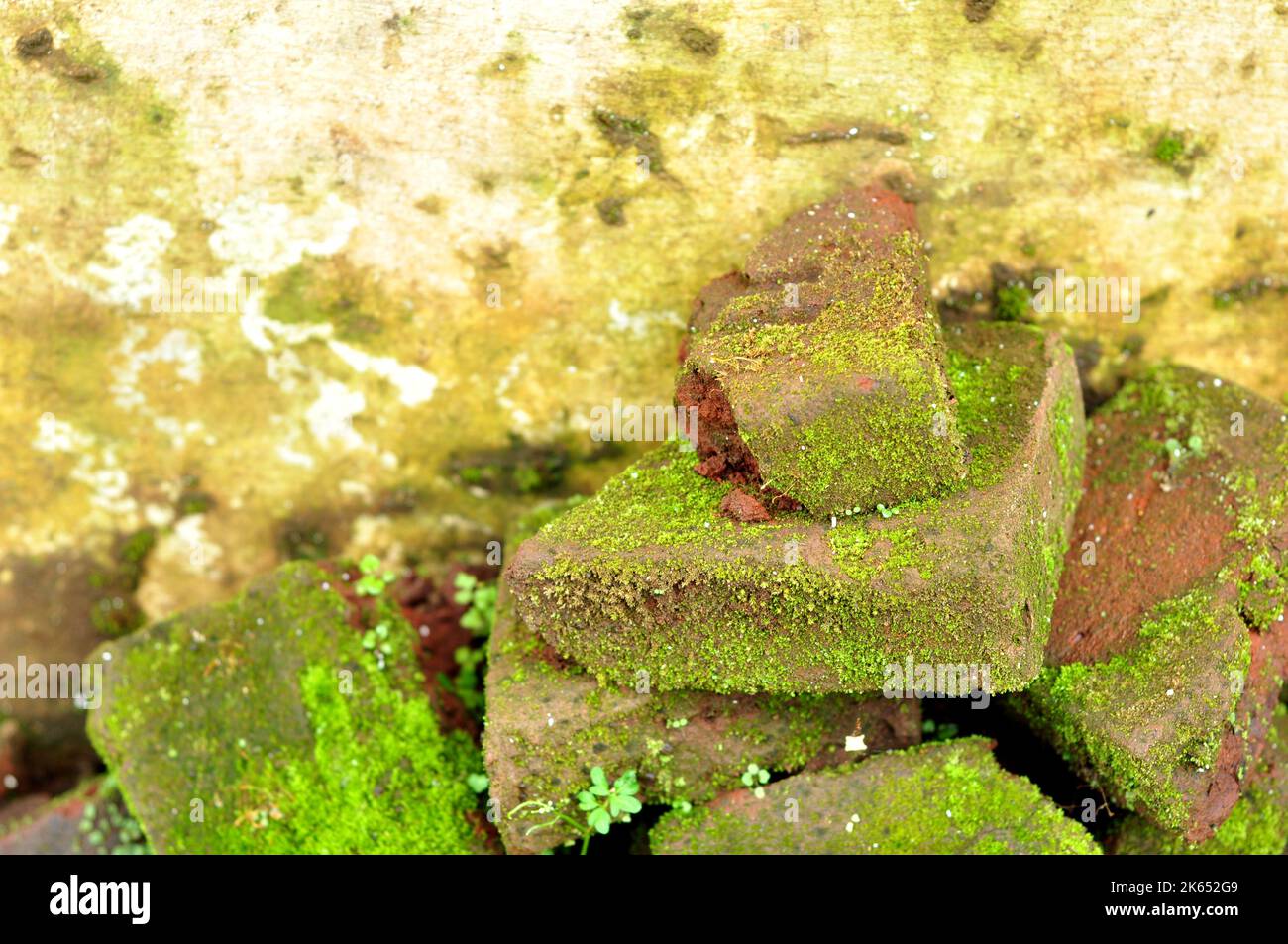 Pile of crushed and weathered red bricks with moss Stock Photo - Alamy