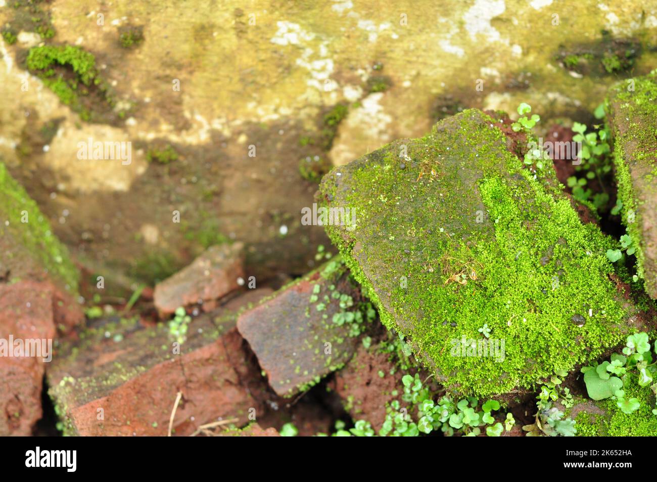 Pile of crushed and weathered red bricks with moss Stock Photo - Alamy