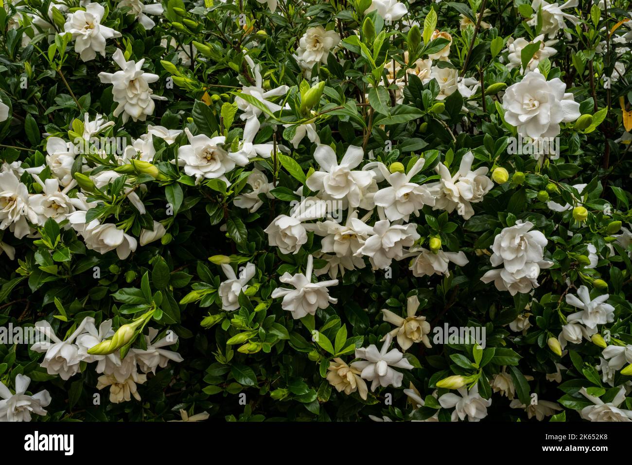 Many Different Gardenia Blooms At Different Stages Of Life in garden ...