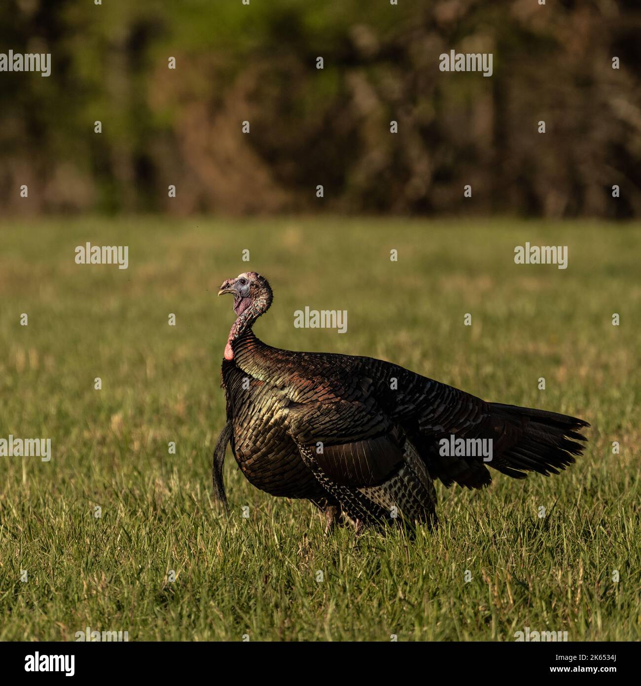 Profile of Tom Turkey Standing in Cades Cove Field in the Smokies Stock ...