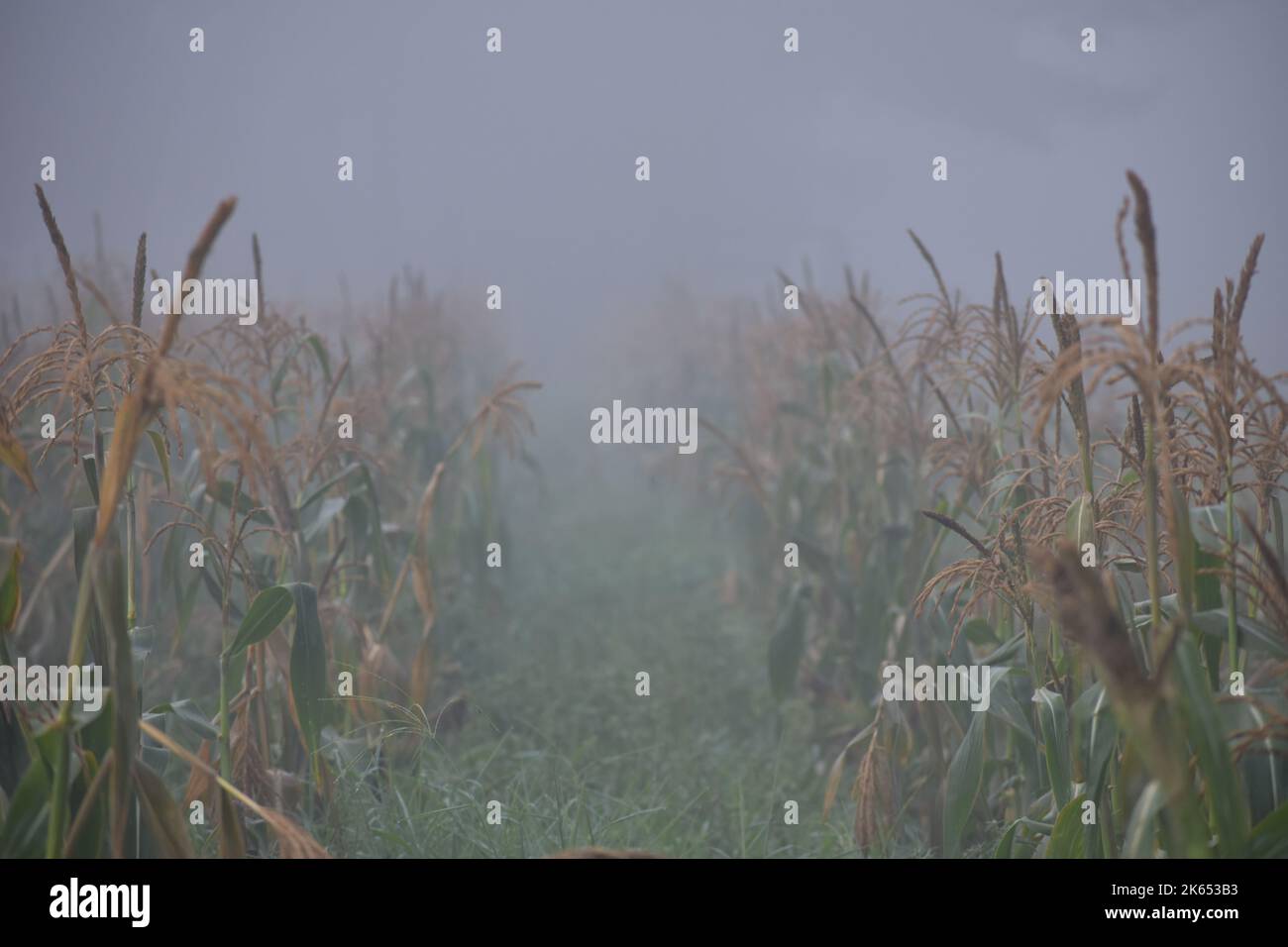 Early morning fog in a small town corn field Stock Photo - Alamy