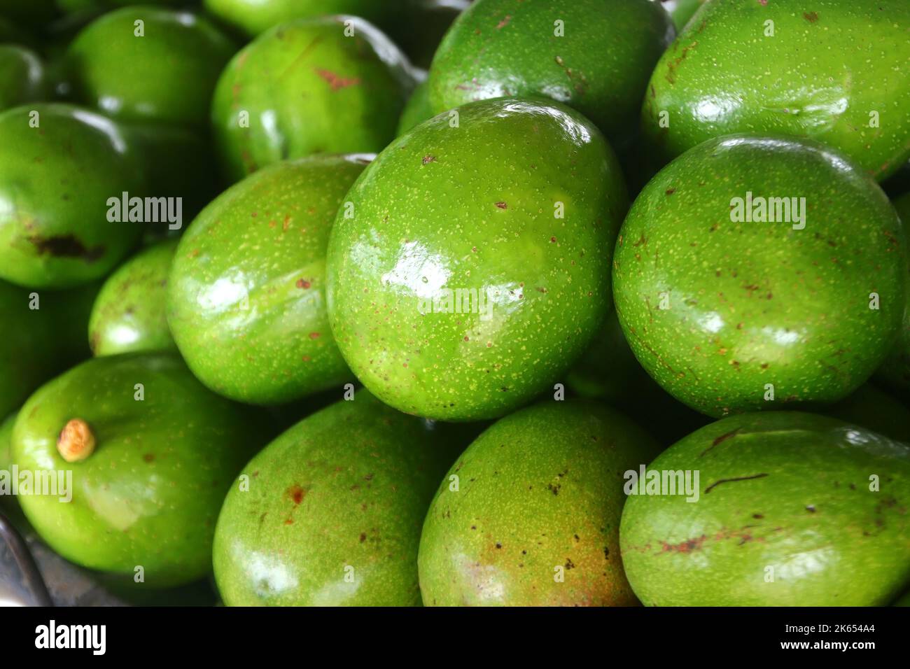 avocado palta guacamole fruit in organic farm Stock Photo - Alamy