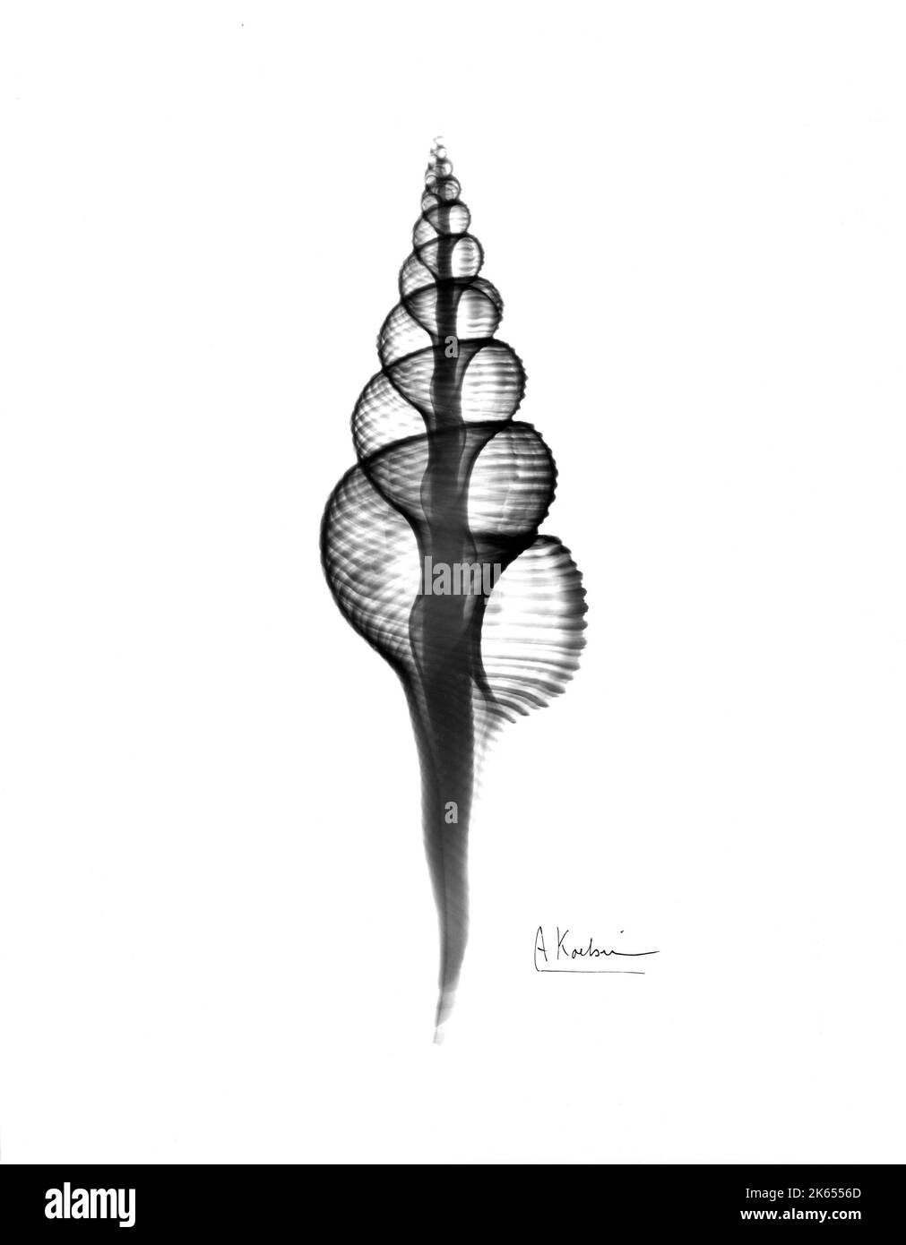 Distaff spindle, X-ray Stock Photo - Alamy
