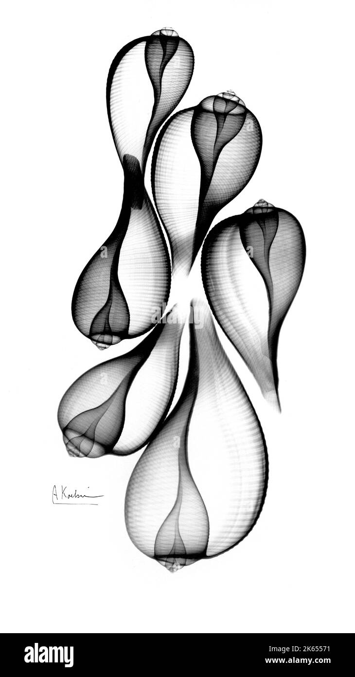 Fig shells, X-ray Stock Photo - Alamy