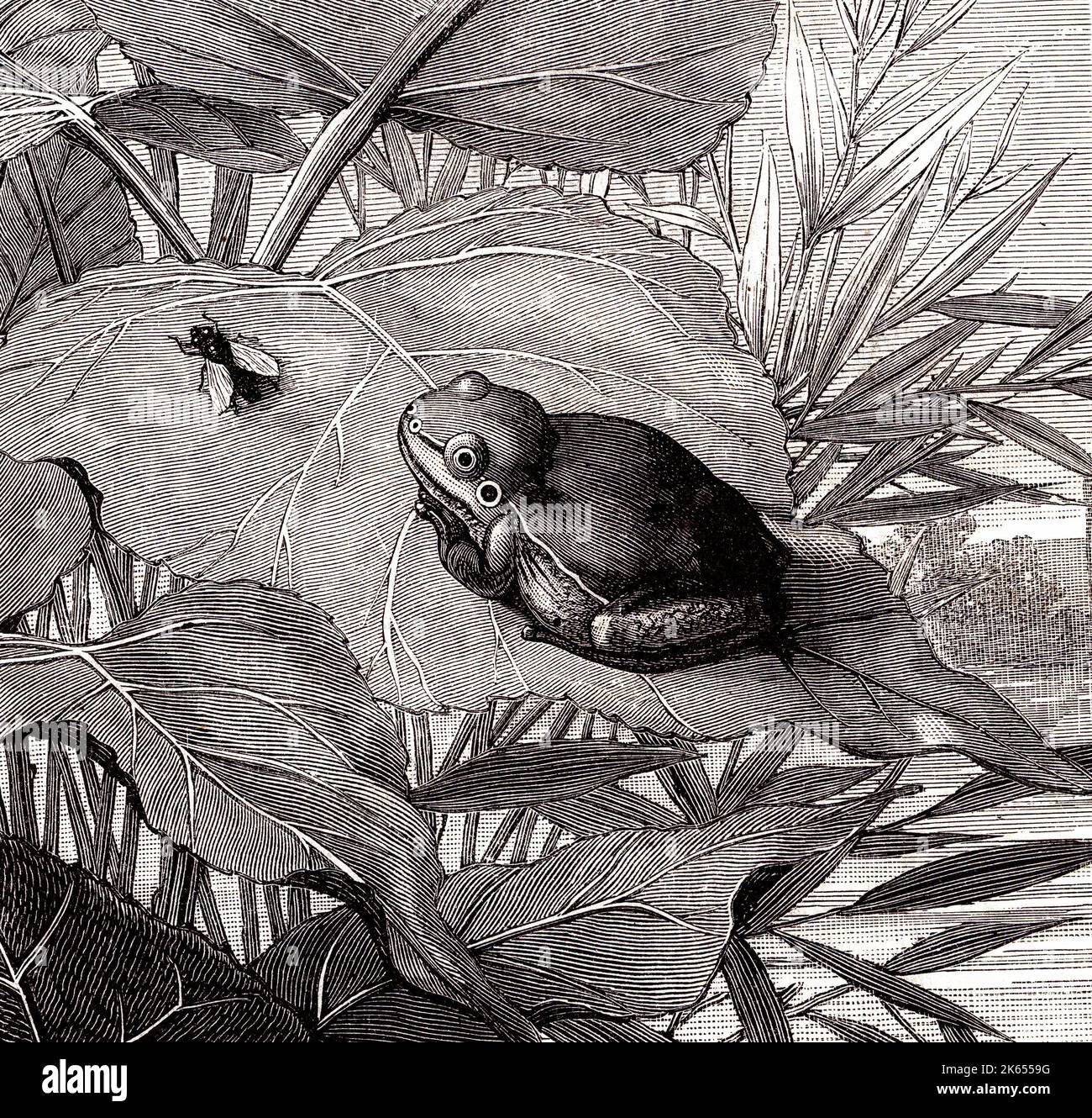 Tree frog watching a fly, 19th century illustration Stock Photo - Alamy