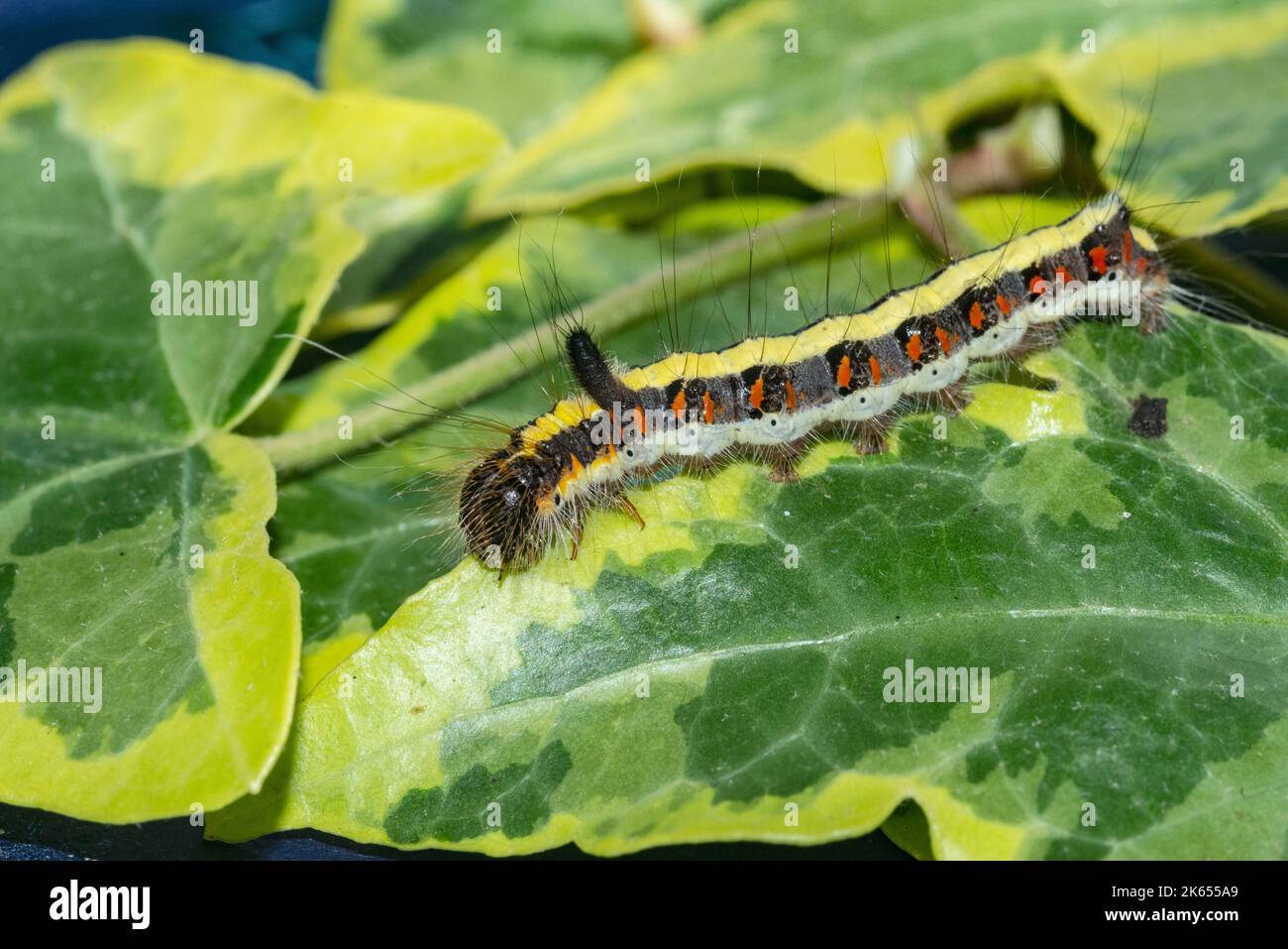 Grey dagger moth Stock Photo - Alamy